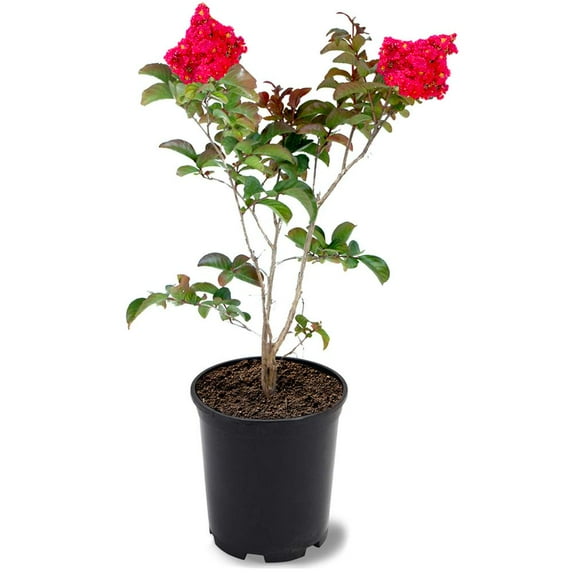 Southern Living 12-18 in. tall Miss Frances Crape Myrtle Live Tree in 1 ...