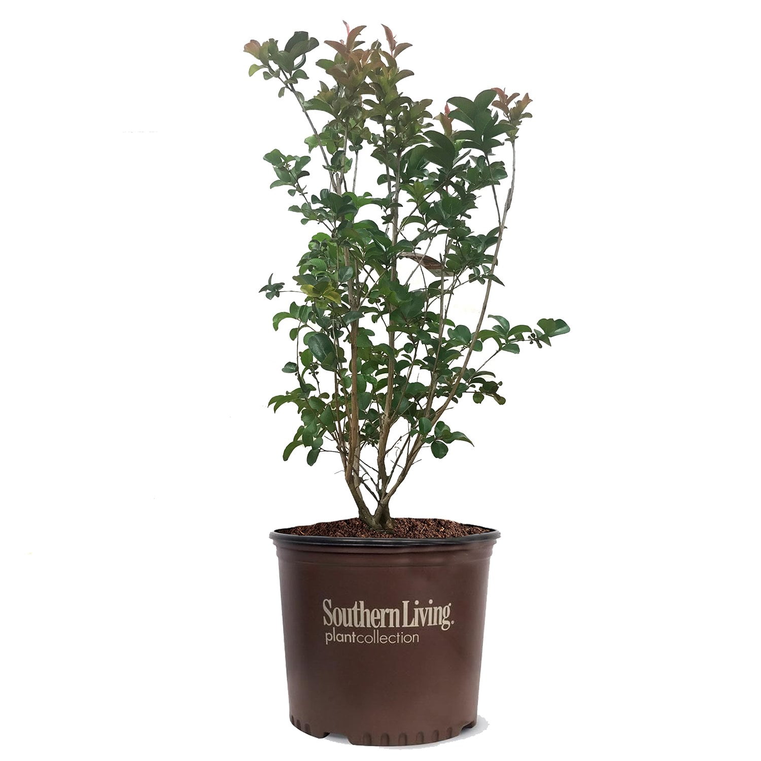 Southern Living 18-24 in. tall Miss Frances Crape Myrtle Live Tree in 3 ...