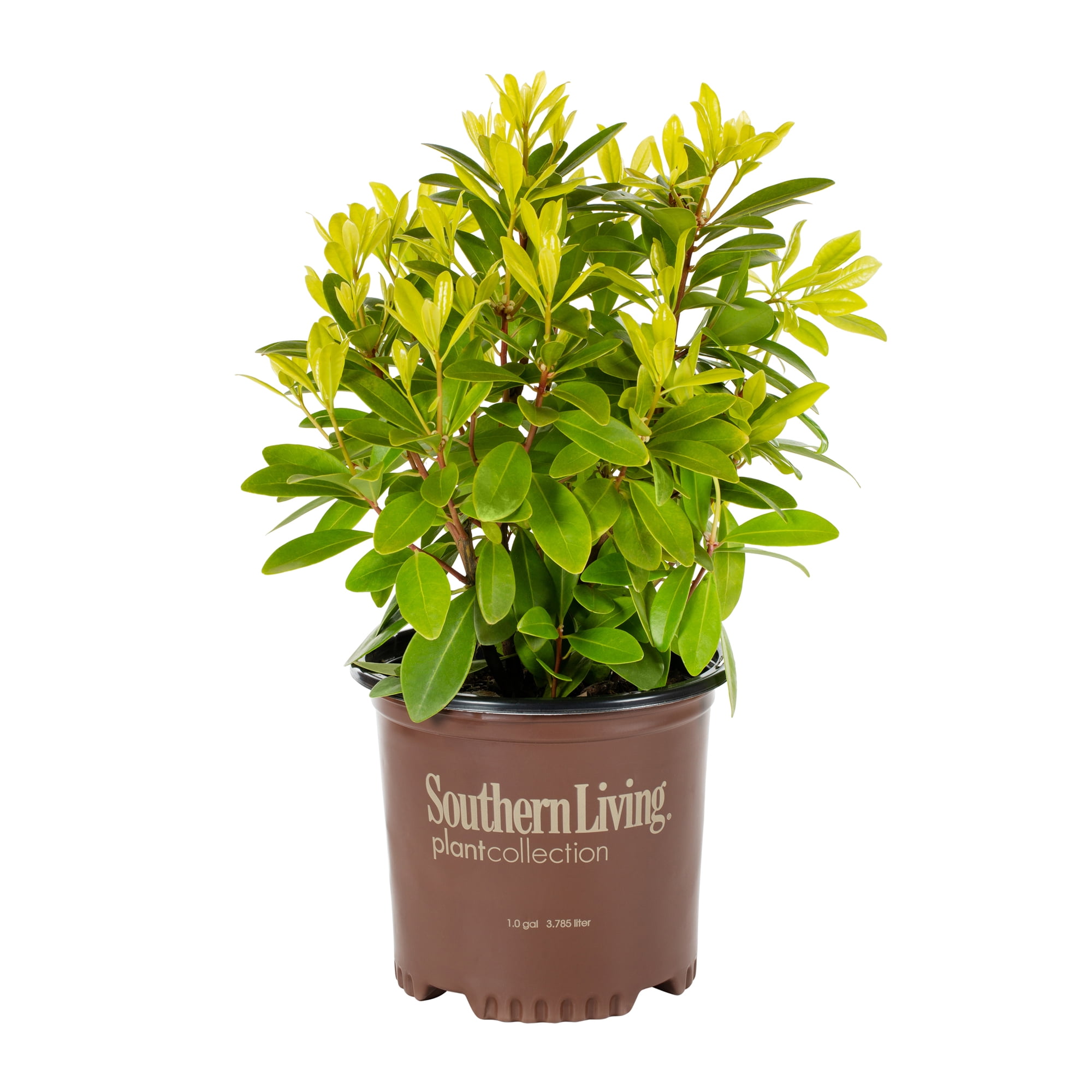 Southern Living 1gal Green Illicium Florida Sunshine Live Shrub Plant ...