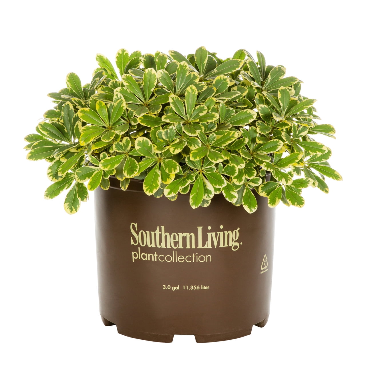 Southern Living 3 Gallon Variegated Green Yellow Mojo Pittosporum Live ...
