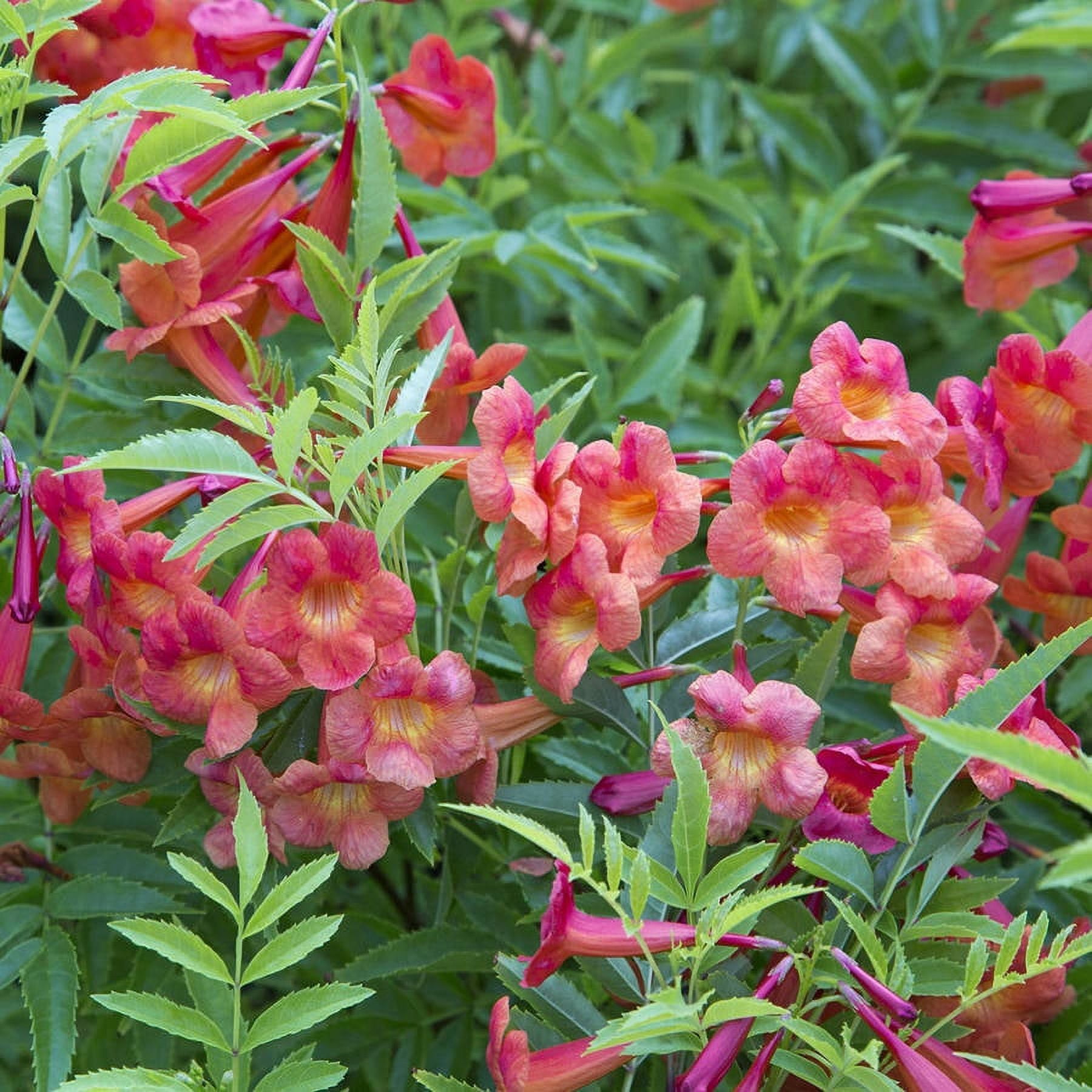 Southern Living Bells of Fire Tecoma Esperanza Live Shrub in 2.5-Quart ...