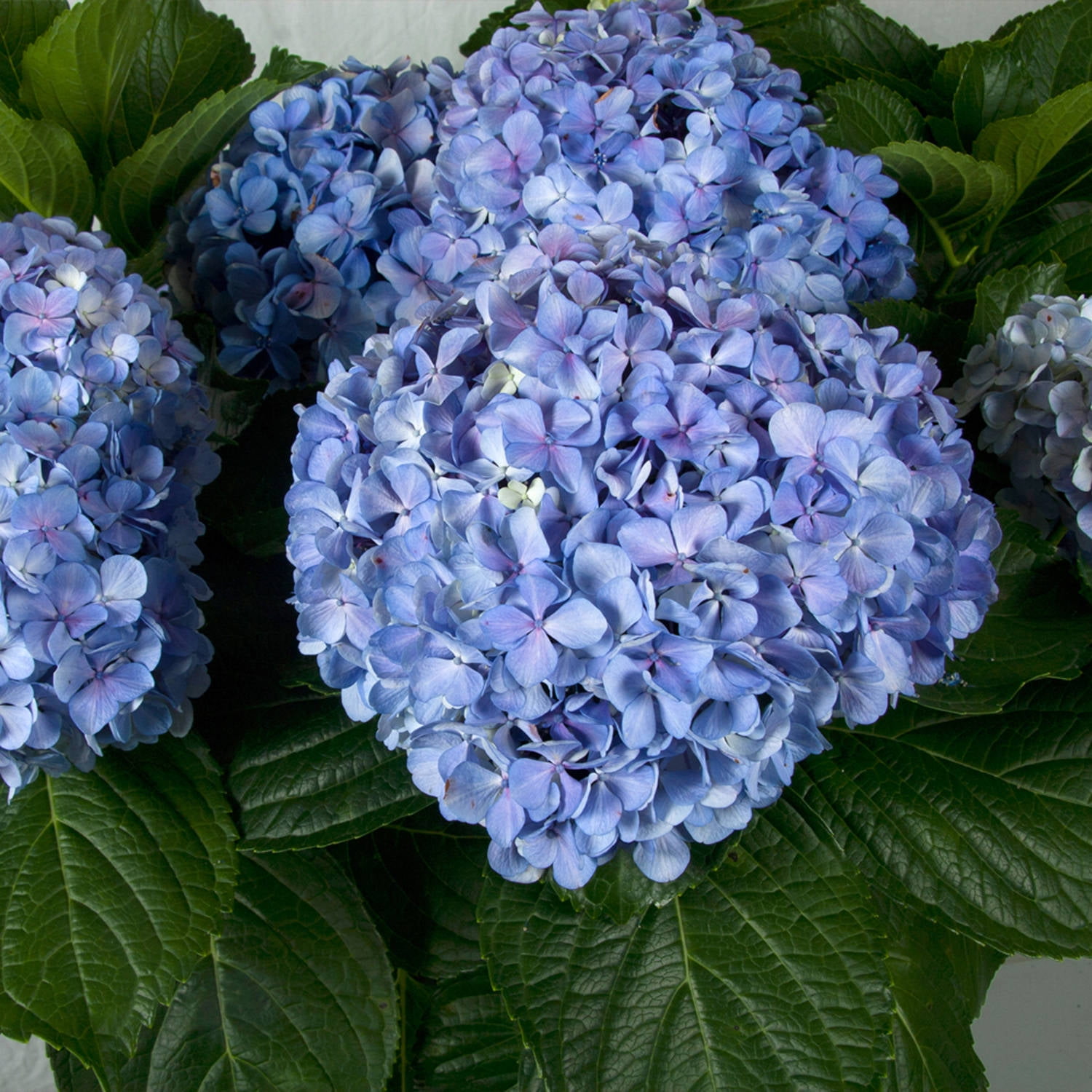 Southern Living Big Daddy Hydrangea Live Shrub in 2.5-Quart Grower Pot ...