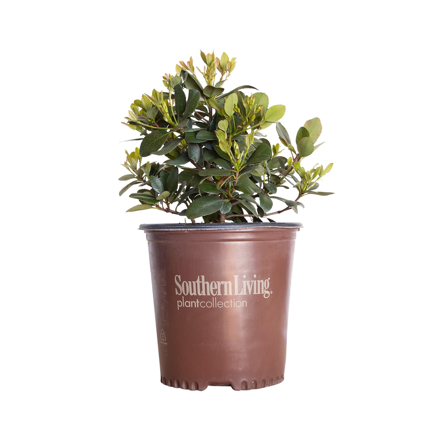 Southern Living Clean Sweep Snowbank Indian Hawthorne Live Shrub in 2 ...