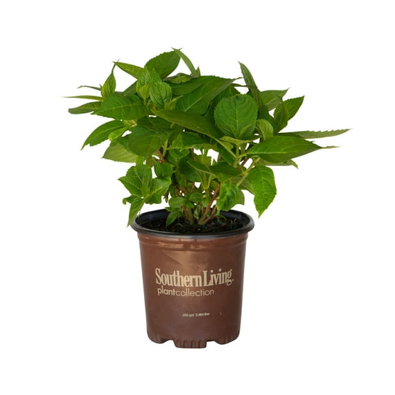 Southern Living Dear Dolores Hydrangea Live Shrub in 2.5-Quart Grower ...