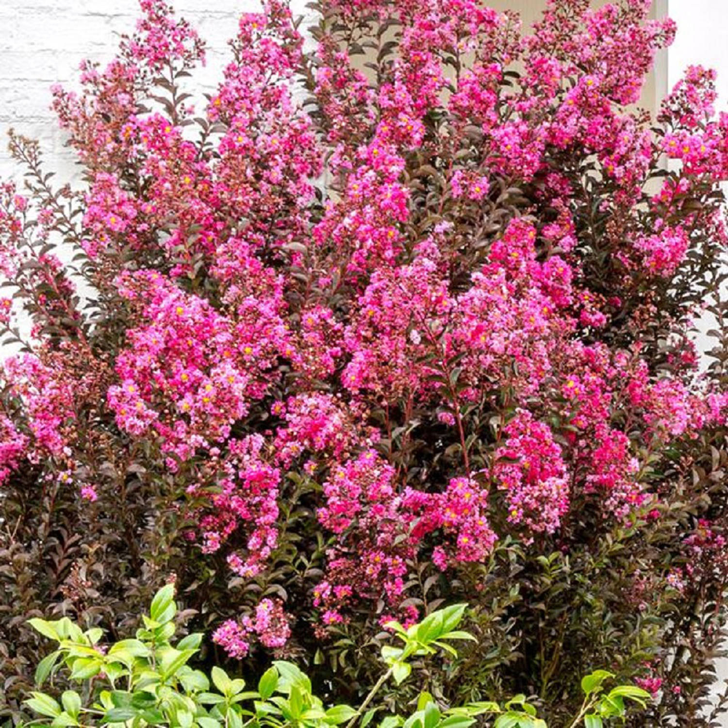 Southern Living Delta Eclipse Crapemyrtle Live Shrub in 7-Gallon Grower ...