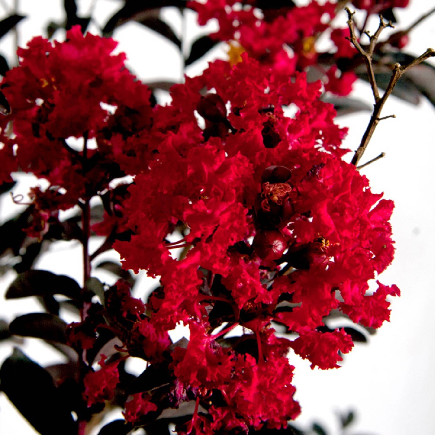 Southern Living Delta Flame Crapemyrtle Live Shrub in 7-Gallon Grower ...