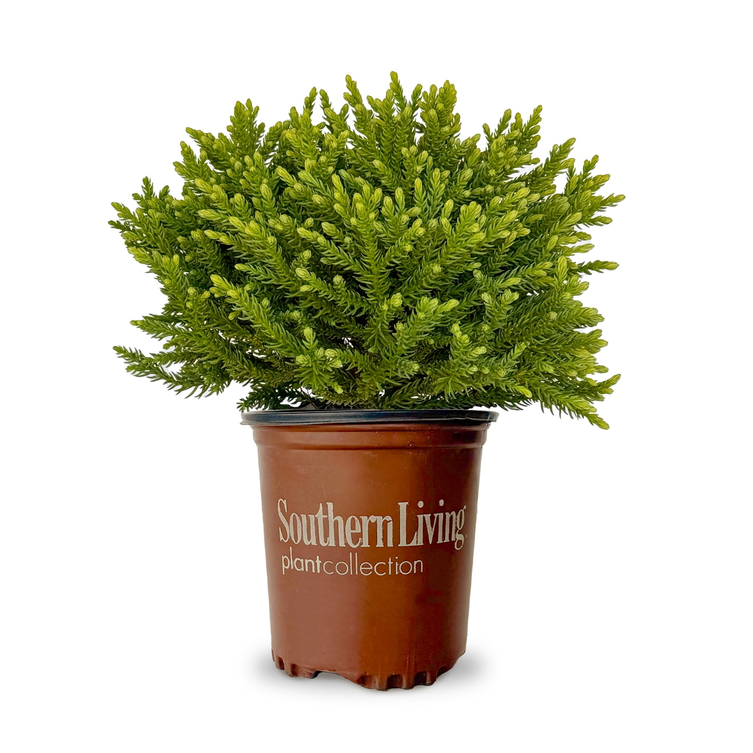 Southern Living Dragon Prince Cryptomeria Live Shrub in 2.5-Quart ...