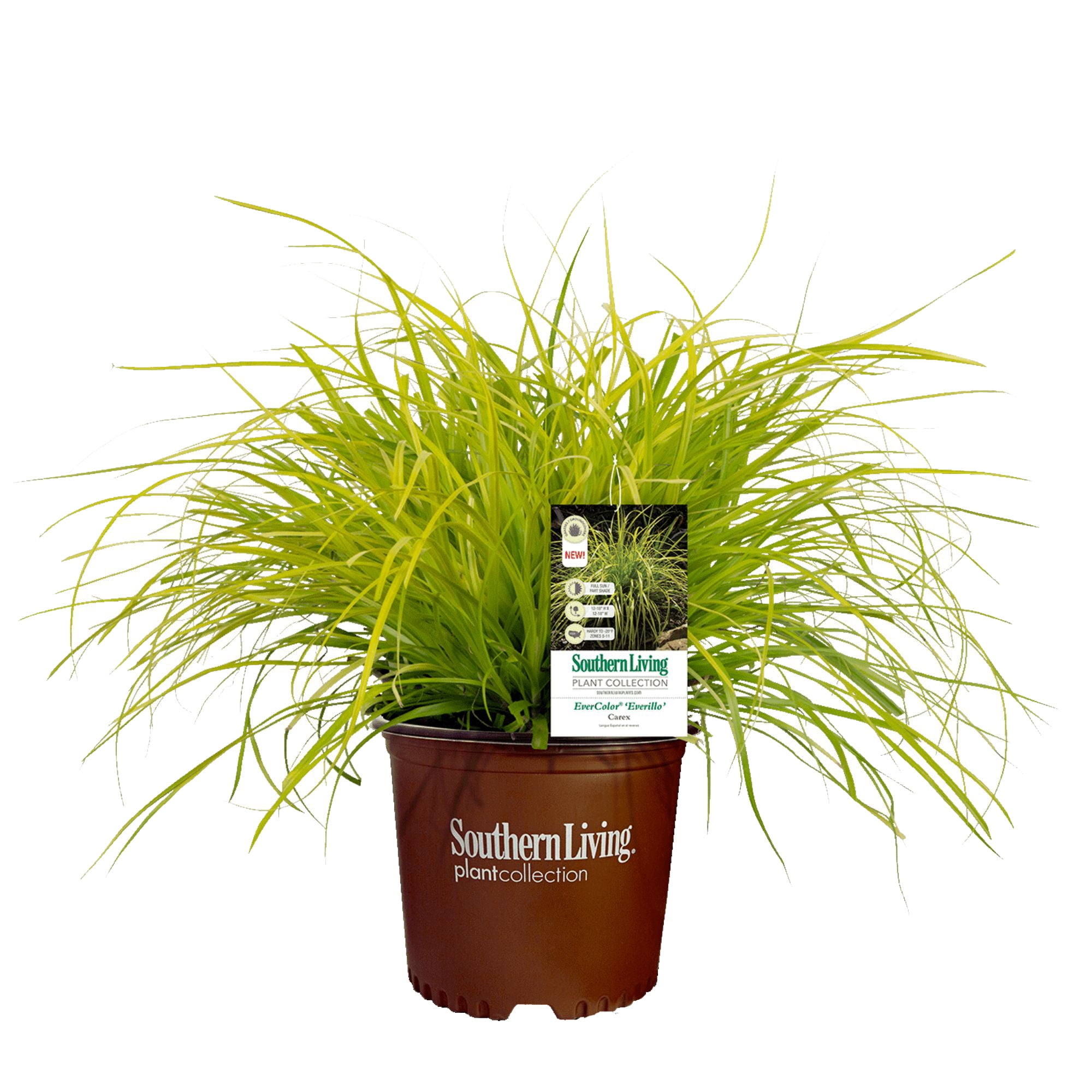 Southern Living EverColor Everillo Carex 'Sedge' Live Shrub in 2.6 ...