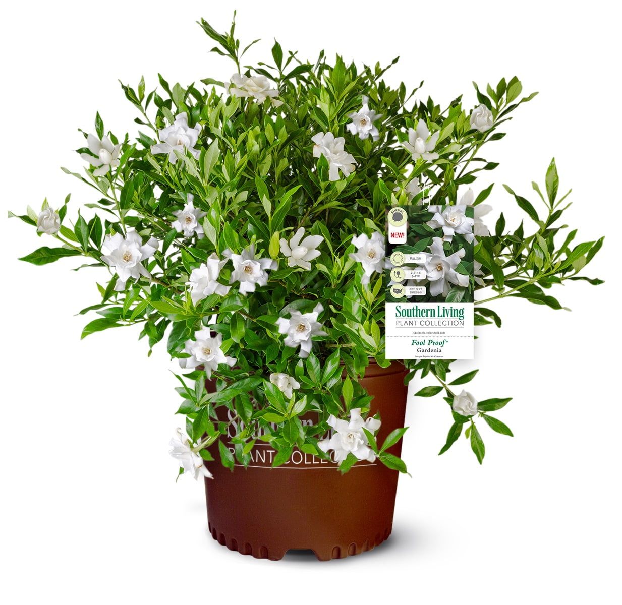 Southern Living Fool Proof Gardenia Live Shrub in 2.5-Quart Grower Pot ...
