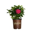 Southern Living Heart Throb Hydrangea Live Shrub in 2.5-Quart Grower ...