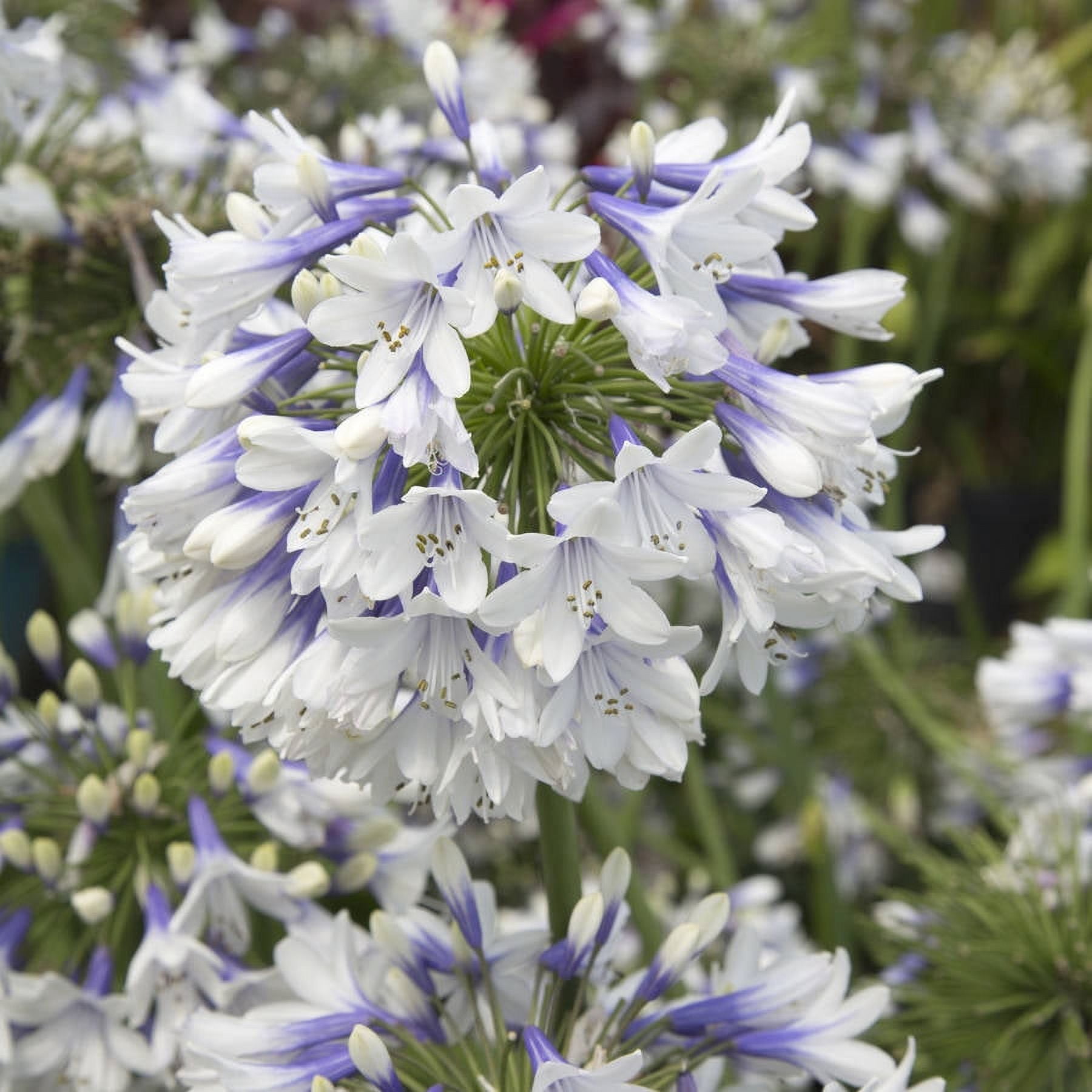 Free Shipping! Indigo Frost Agapanthus 'Lily of the Nile' (1.5 Gal) Flowering Perennial with ...