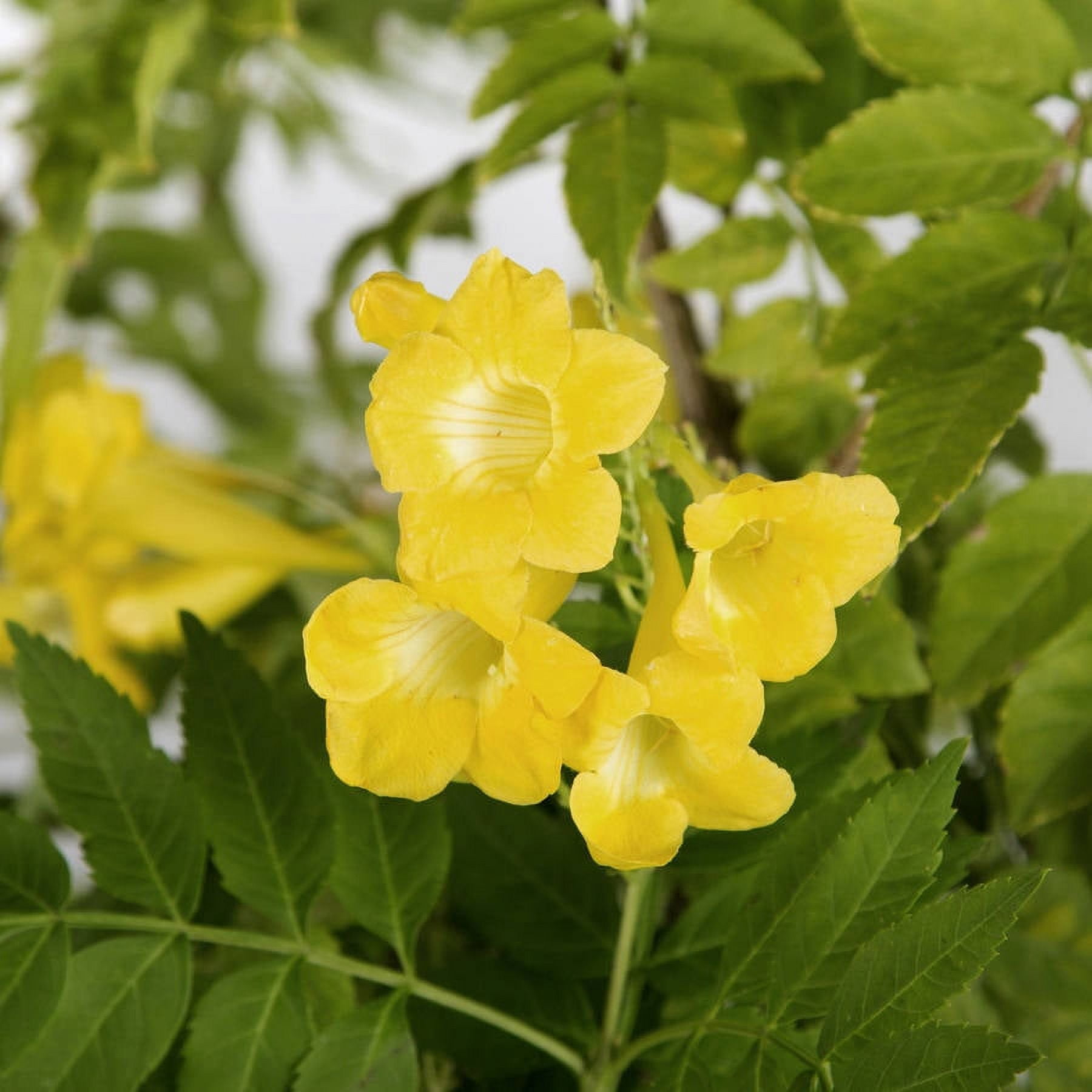 Southern Living Lydia Tecoma 'Esperanza' Live Shrub in 2-Gallon Grower ...