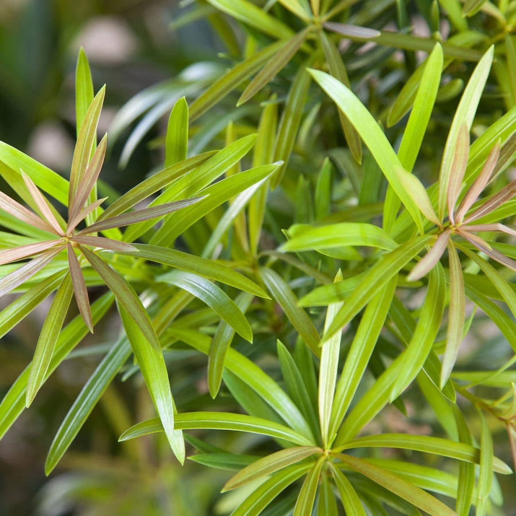 Southern Living Mood Ring Podocarpus Live Shrub in 2.5-Quart Grower Pot ...