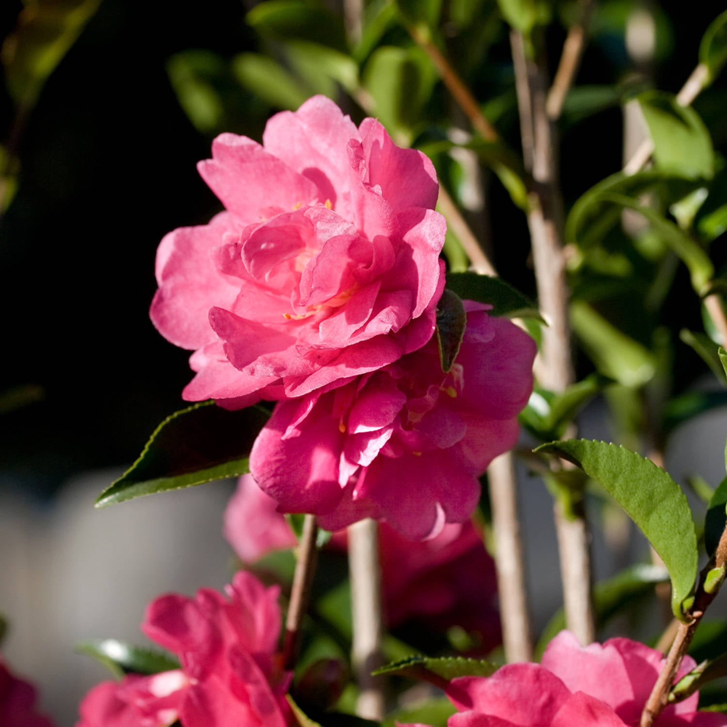 Southern Living October Magic Rose Camellia Live Shrub in 3-Gallon ...