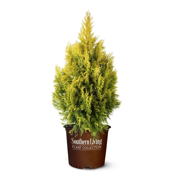 Southern Living Forever Goldy Arborvitae Live Shrub in 2-Gallon Grower ...