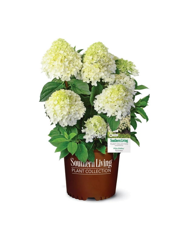 Hydrangea Bushes in Garden Bushes - Walmart.com