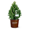 Expert Gardener Southern Living Plant Collection Oakland Holly Live ...