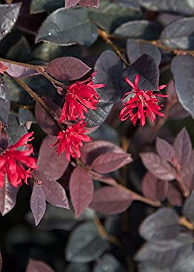 Southern Living Red Diamond Loropetalum Live Shrub in 2-Gallon Grower ...