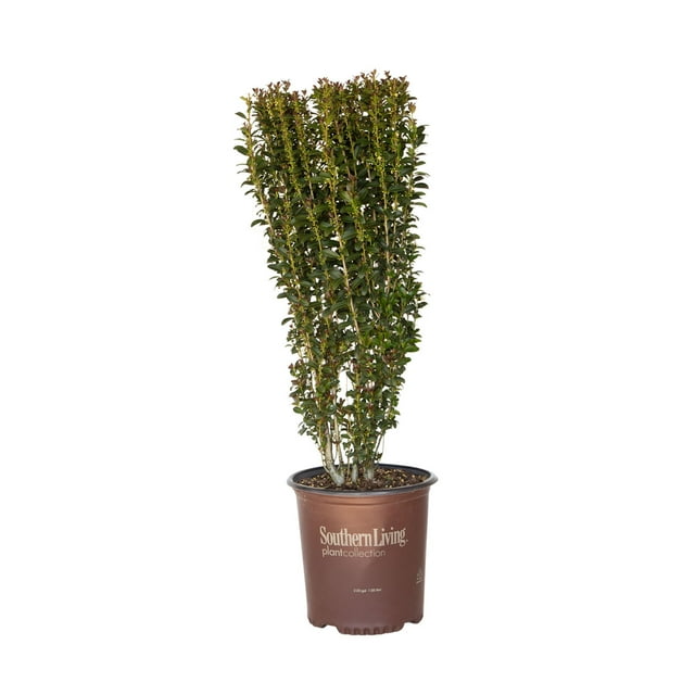 Southern Living Red Sky Pencil Holly Live Shrub in 2-Gallon Grower Pot ...