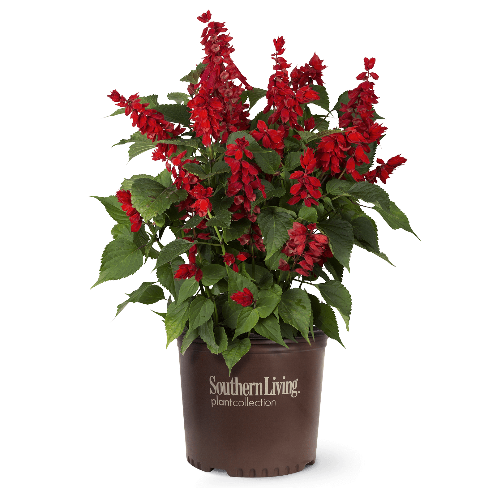 Southern Living Saucy Red Salvia Live Shrub in 1.5-Gallon Grower Pot ...