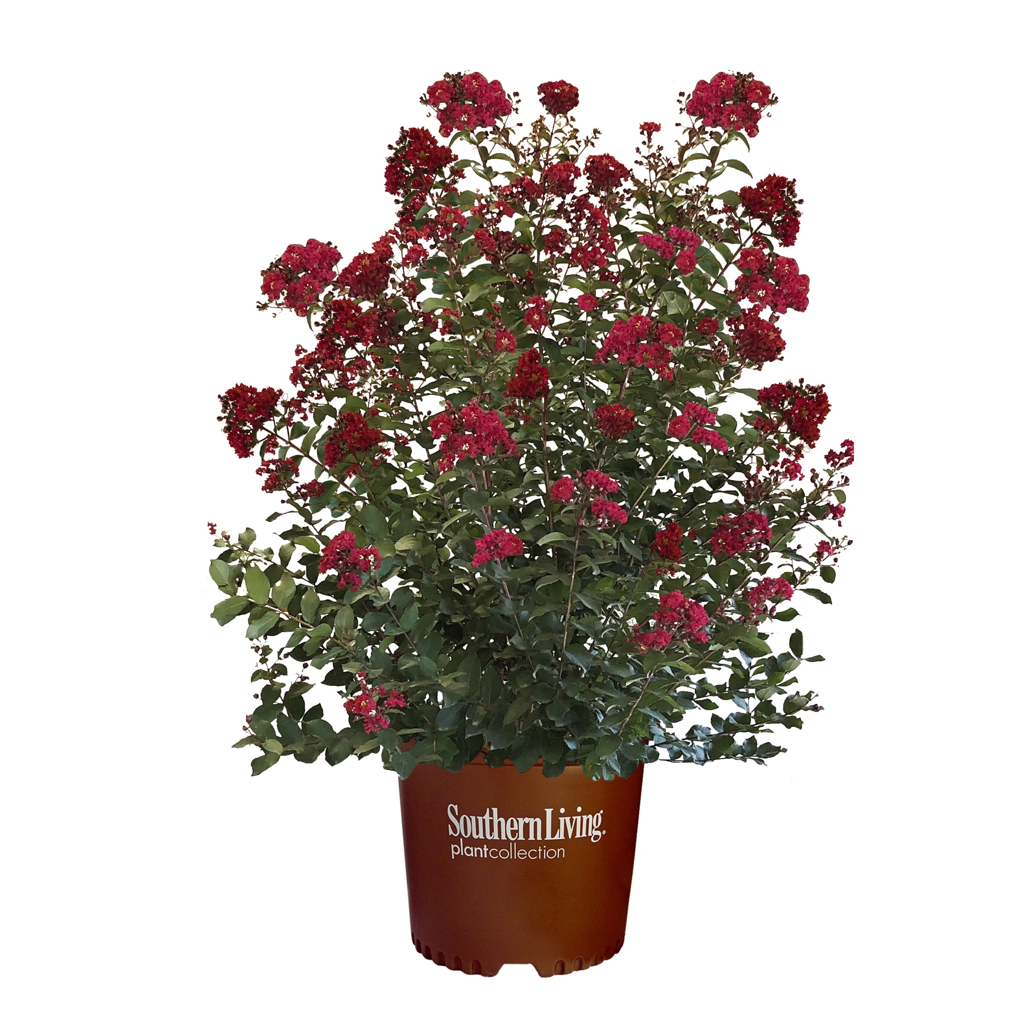 Southern Living Crape Myrtle Colorama Scarlet Live Shrub in 5-Gallon Grower - Walmart.com