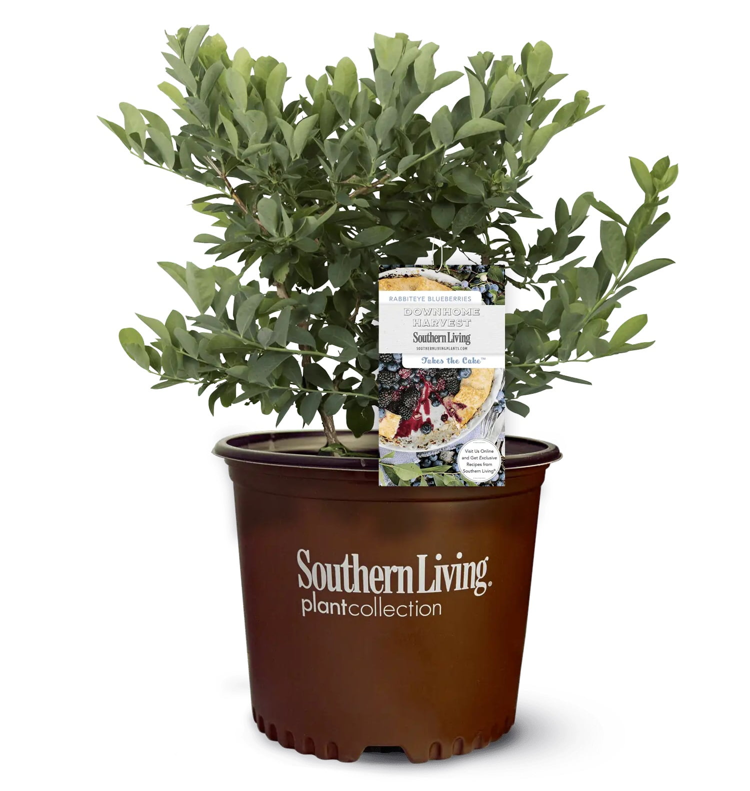 Southern Living Takes The Cake Blueberry Bush Live Shrub in 2-Gallon ...