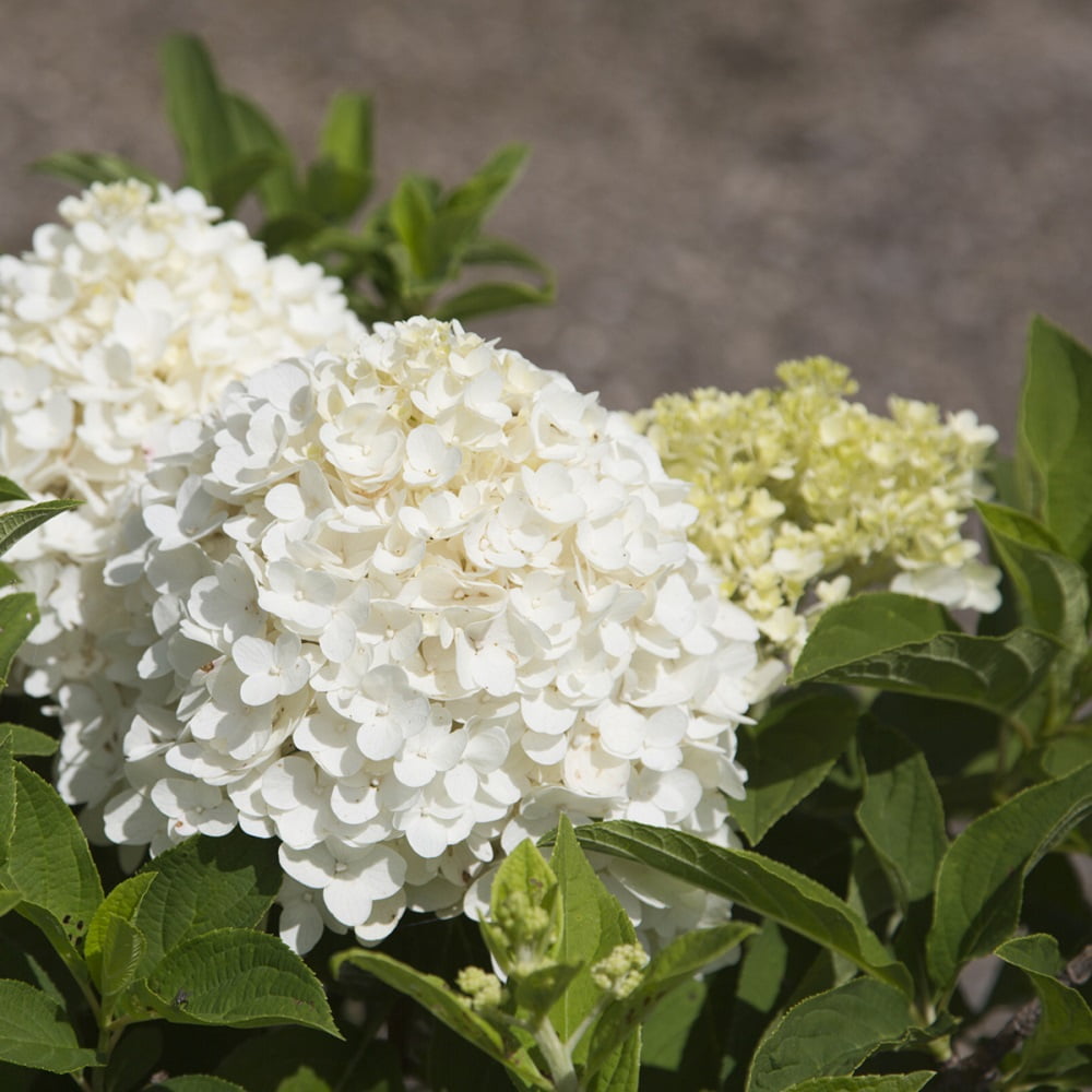 Southern Living White Wedding Paniculata Hydrangea Live Shrub in 3 ...