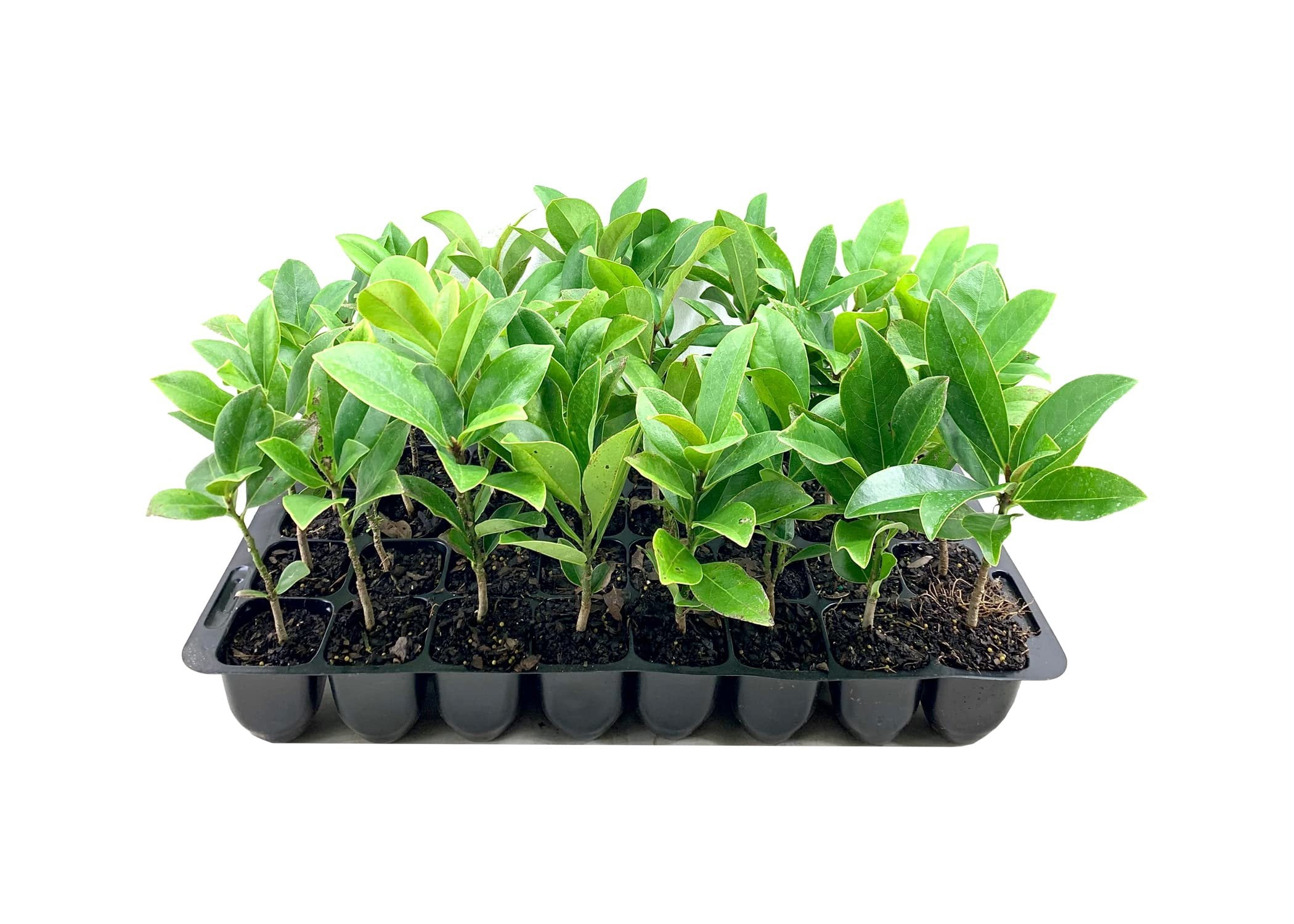 Southern Magnolia Grandiflora 10 Live Trees Beautiful Evergreen ...