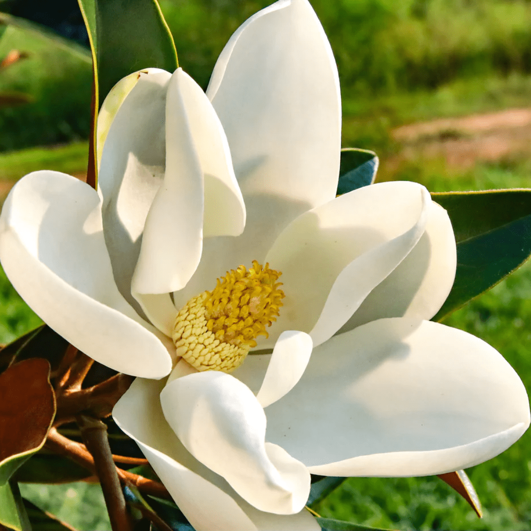Southern Magnolia Tree Live Plant, 6 to 12 Inch Tall, Fragrant Magnolia ...