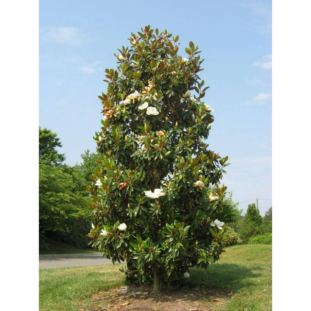 Live Southern Magnolia Tree Seedlings, Bare Root, 2-3 Feet Tall ...