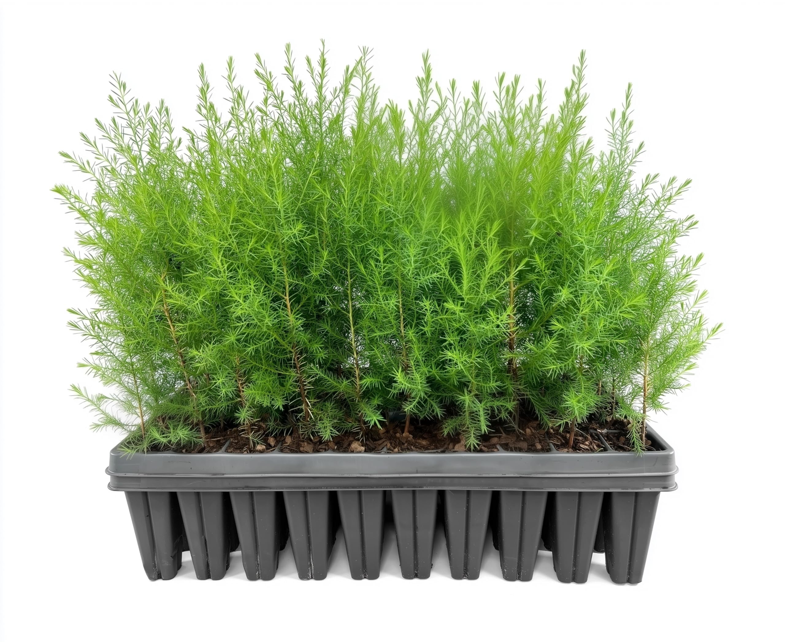 Southern Red Cedar | 10 Live Plants | Juniperus Virginiana Silicicola ...