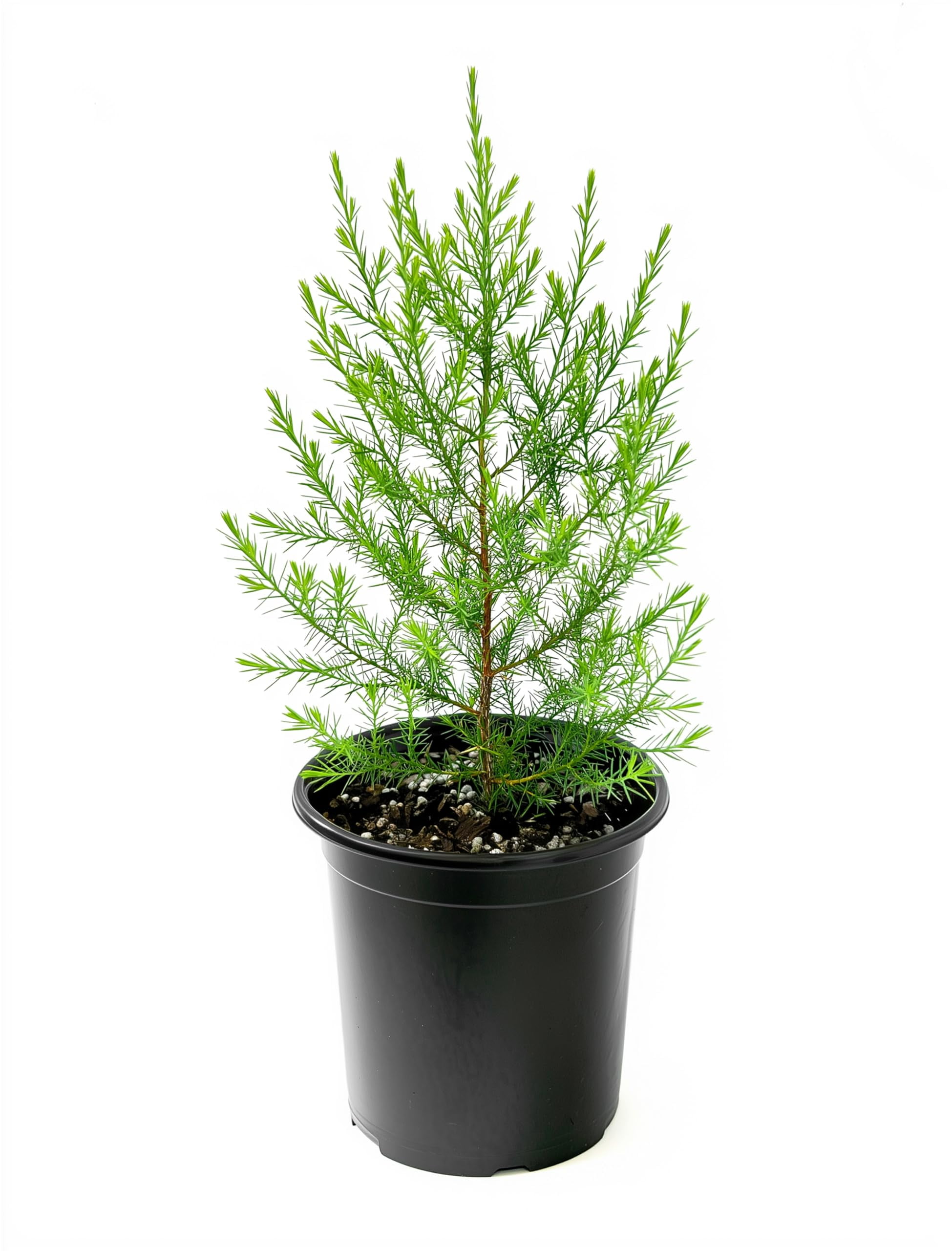 Southern Red Cedar | 3 Live Gallon Size Pots | Juniperus Virginiana ...