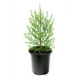 Southern Red Cedar | 3 Live Gallon Size Pots | Juniperus Virginiana ...