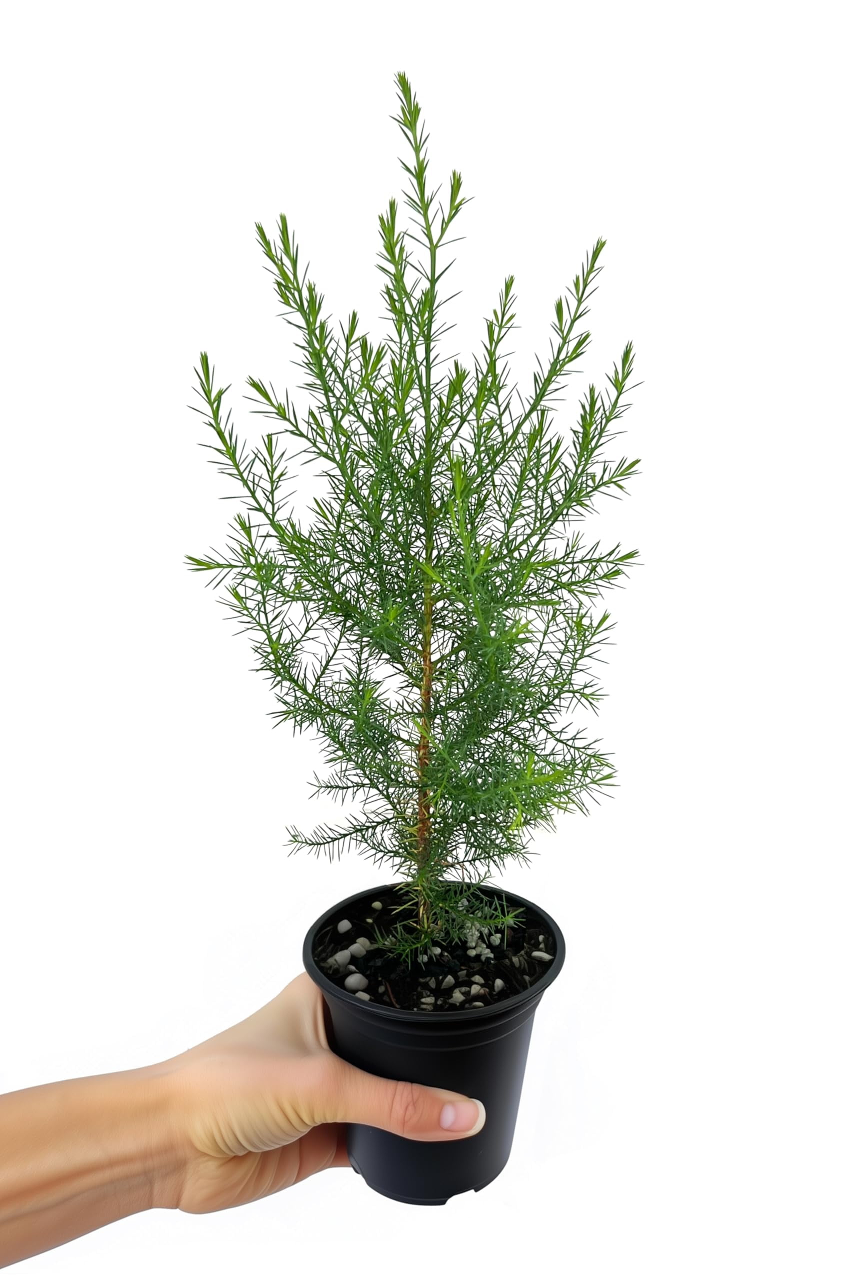 Southern Red Cedar | 5 Live 4 Inch Pots | Juniperus Virginiana ...