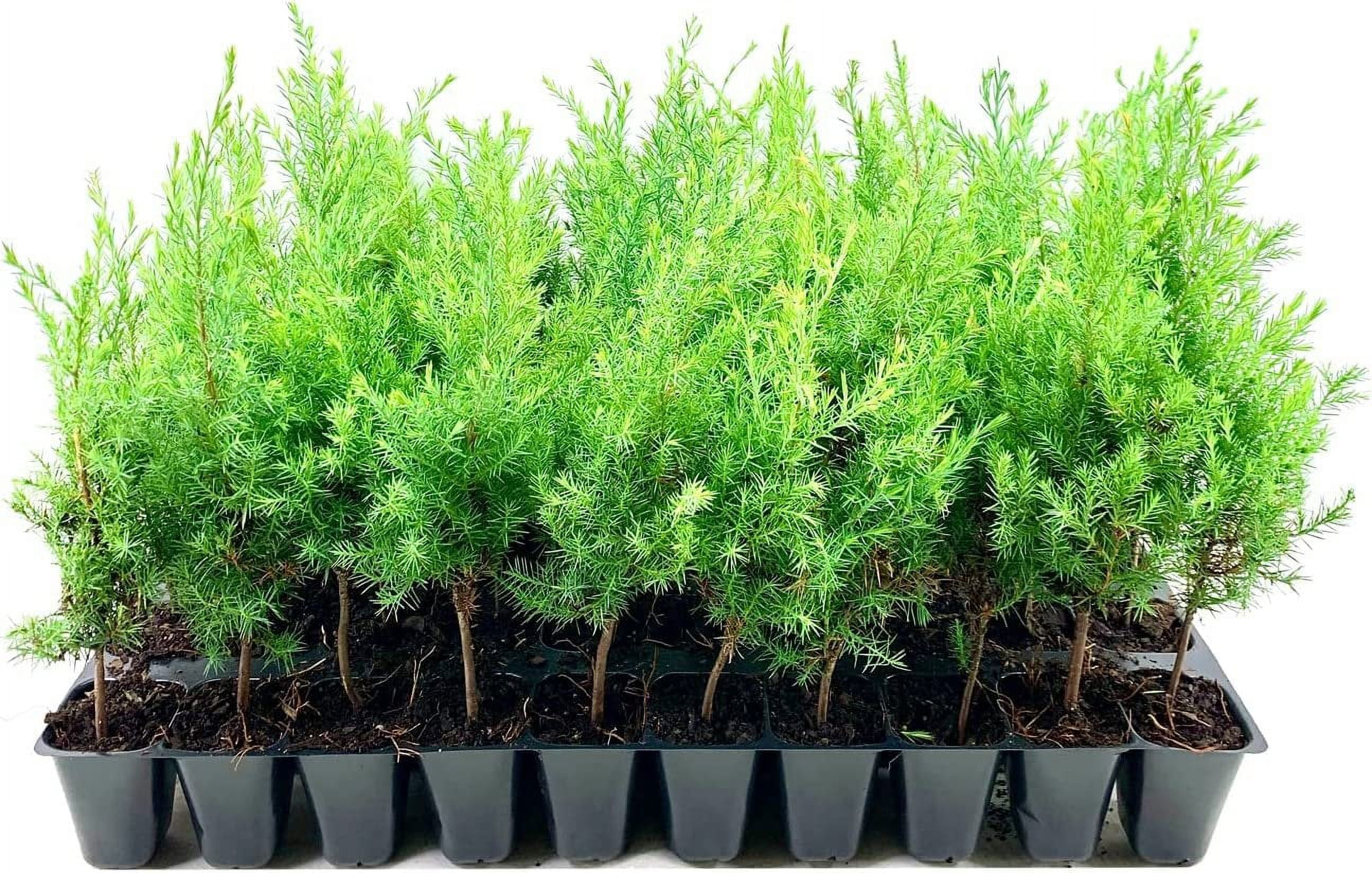 Southern Red Cedar Tree 20 Live Plants Juniperus virginiana Silicicola ...