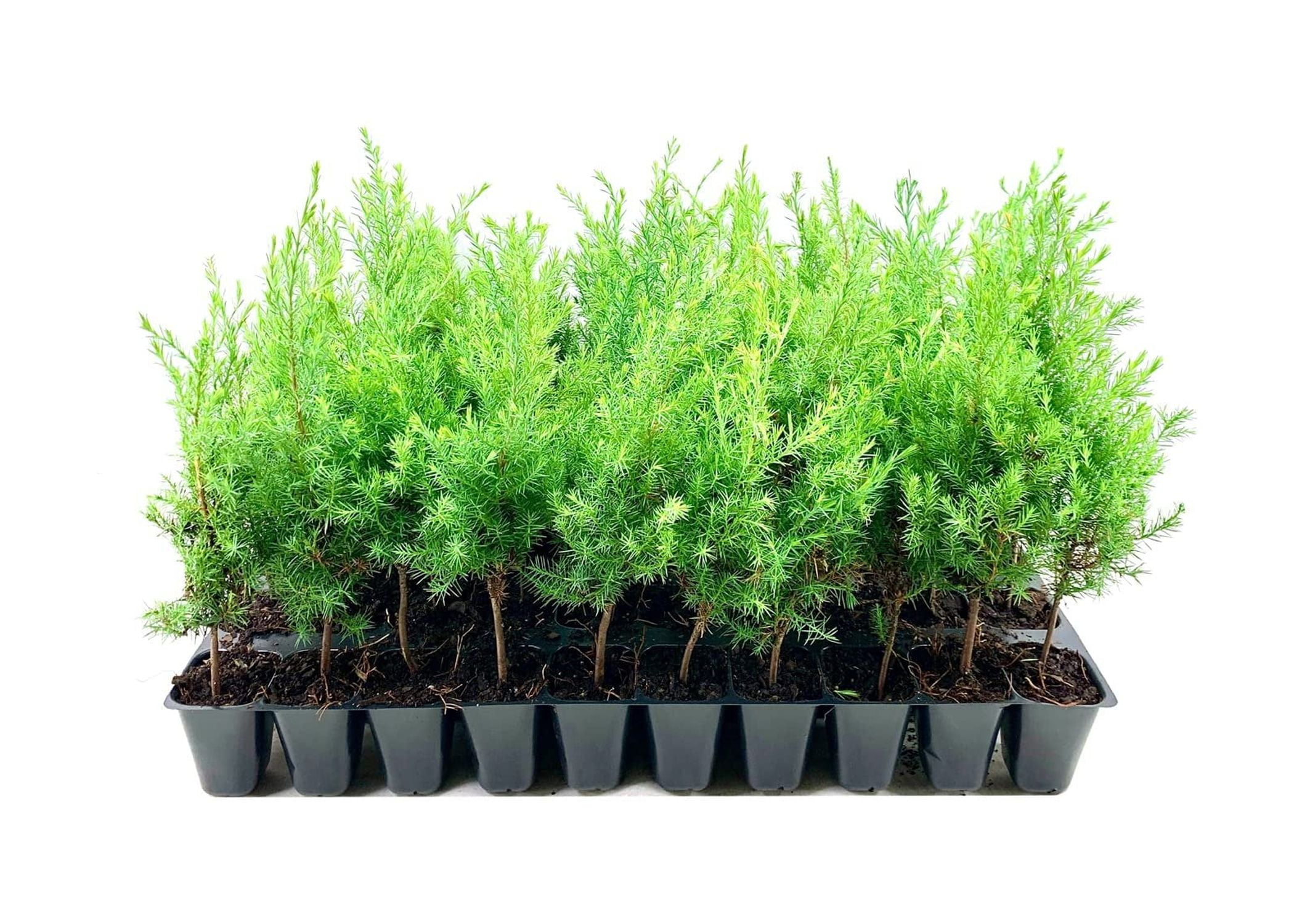 Southern Red Cedar Tree - 20 Live Outdoor Juniperus virginiana ...