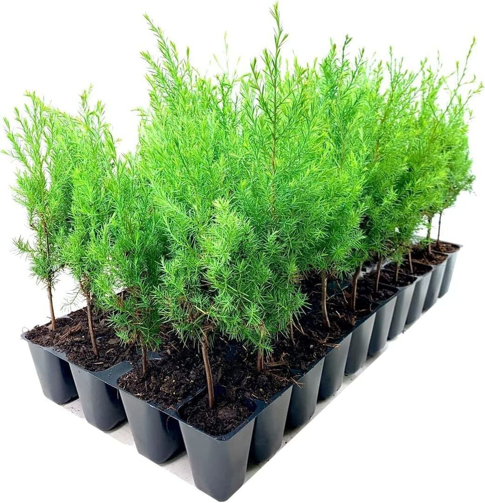 Southern Red Cedar Tree | Live Plants | Juniperus virginiana Silicicola ...