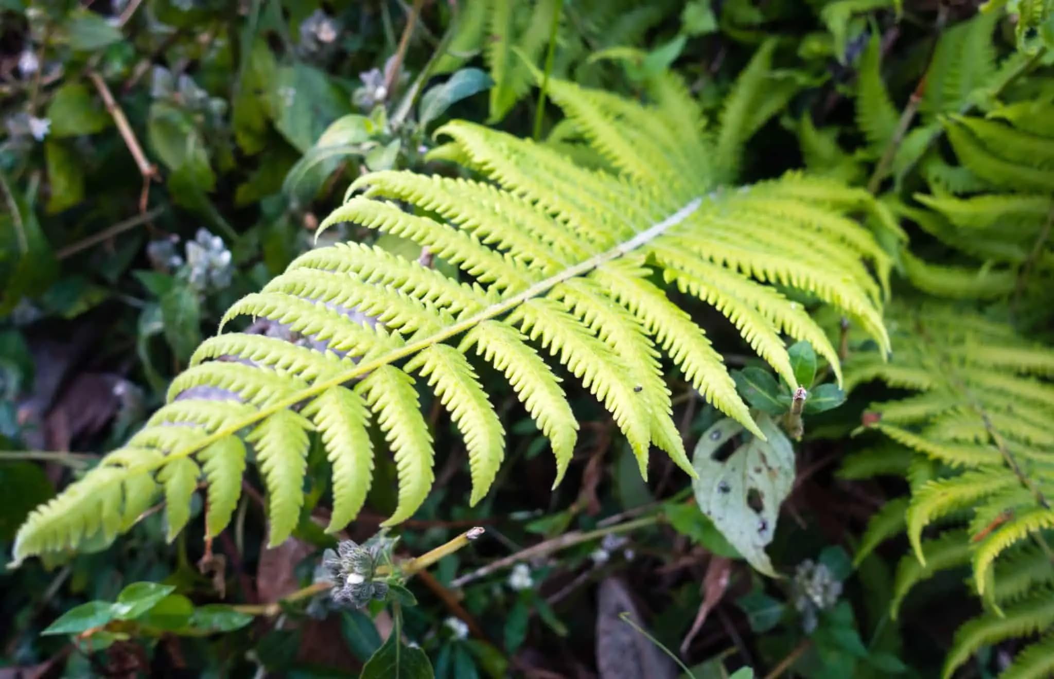 Southern Shield Fern - Live Plant in a 6 Inch Grower's Pot ...