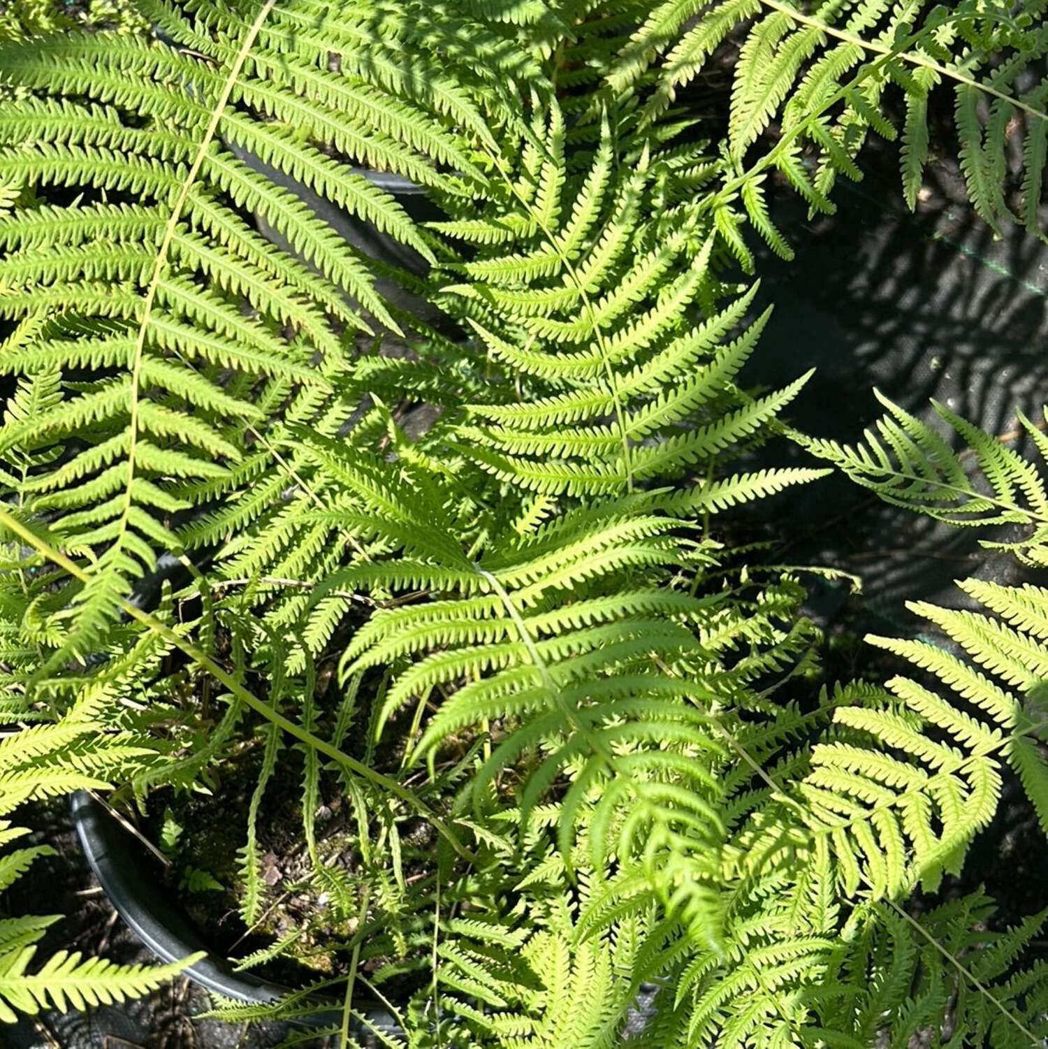 GoBuyPlants - Southern Wood Fern, Southern River Fern - 1 Gallon Pot ...