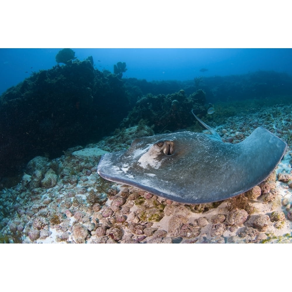 Southern stingray hunting his prey in the Caribbean Sea. Poster Print ...