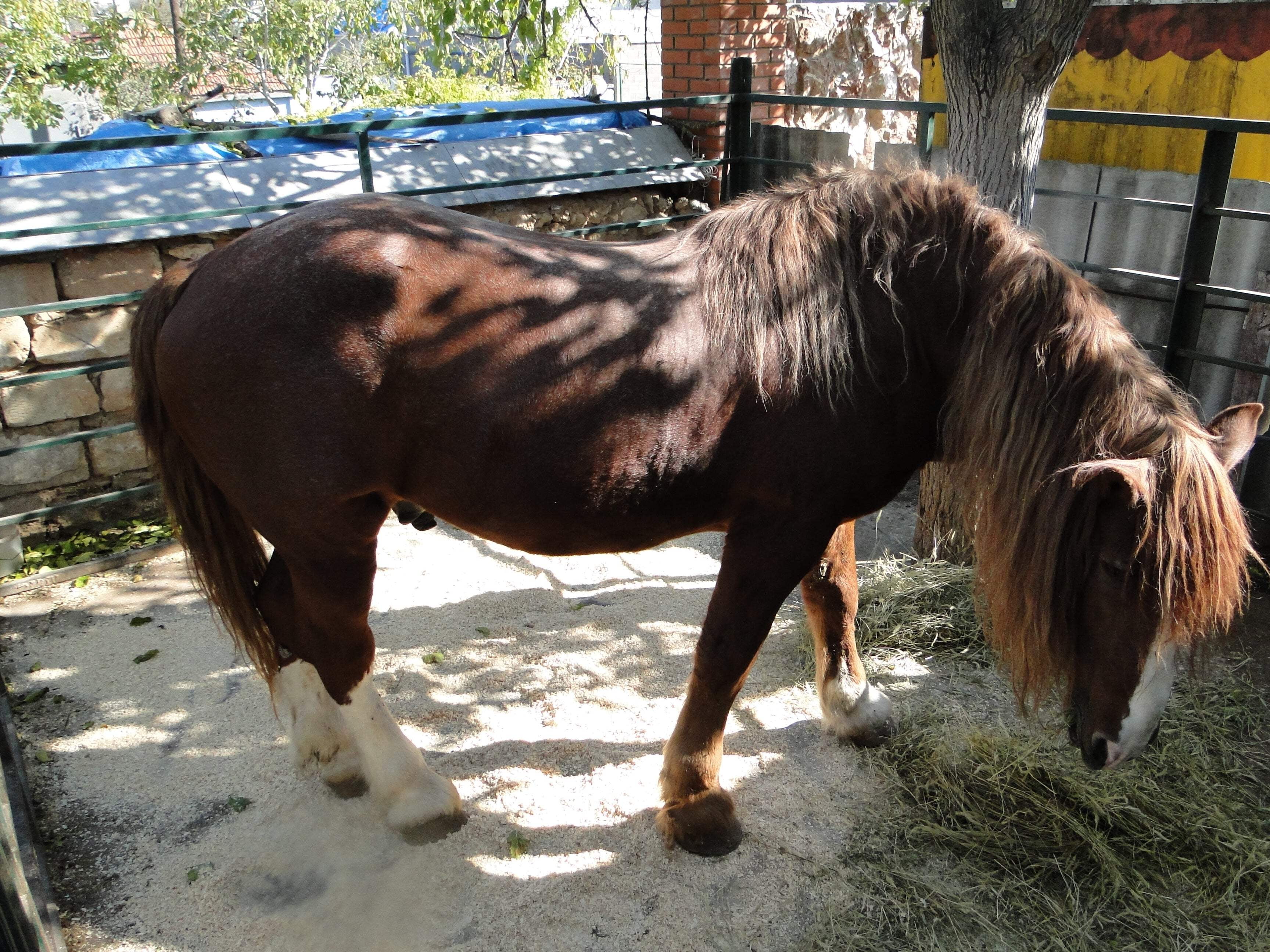 Soviet Heavy Draft Horse Breed GLOSSY POSTER PICTURE PHOTO PRINT BANNER ...