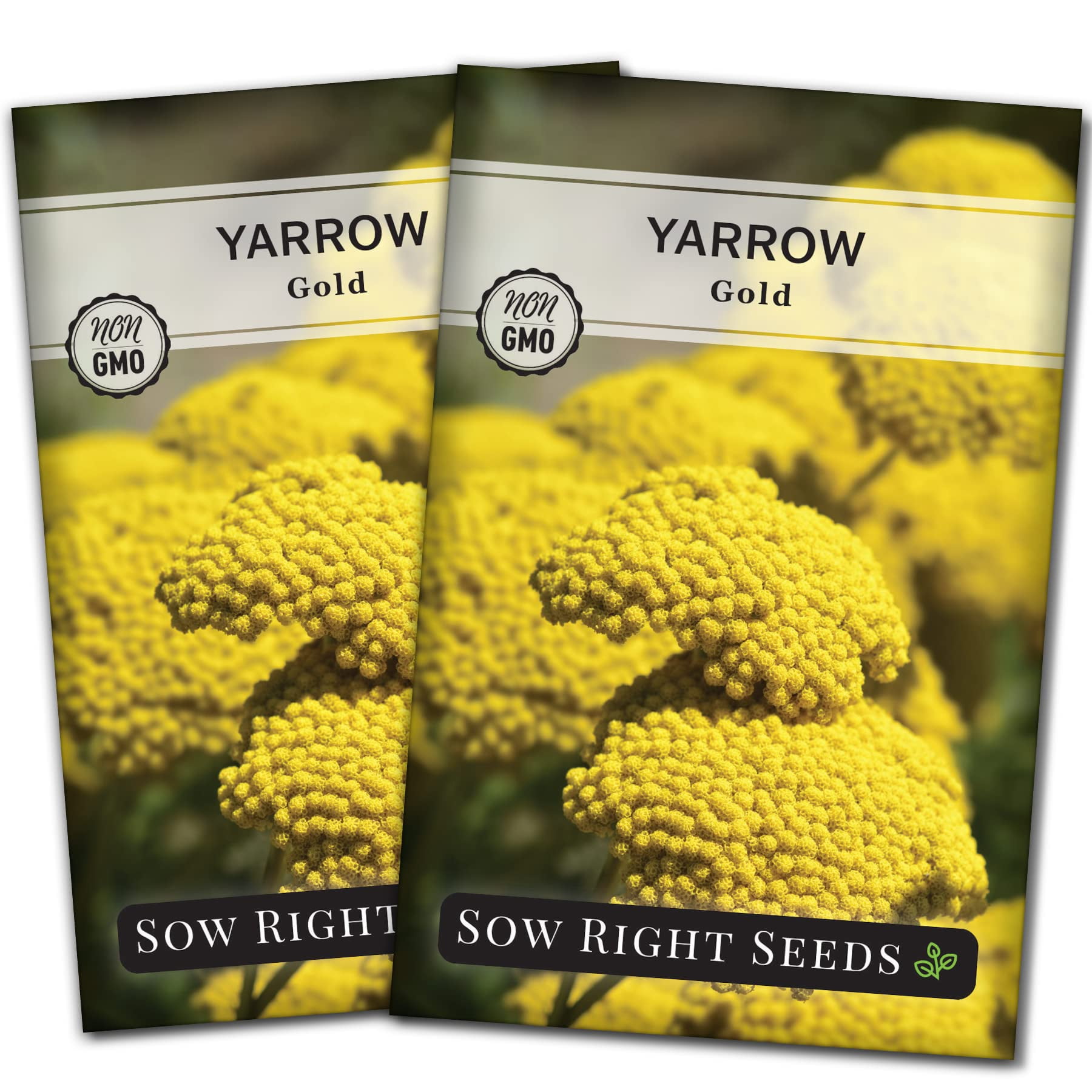 Sow Right Seeds - Achillea Yarrow Gold MHD1Flower Seeds for Planting ...