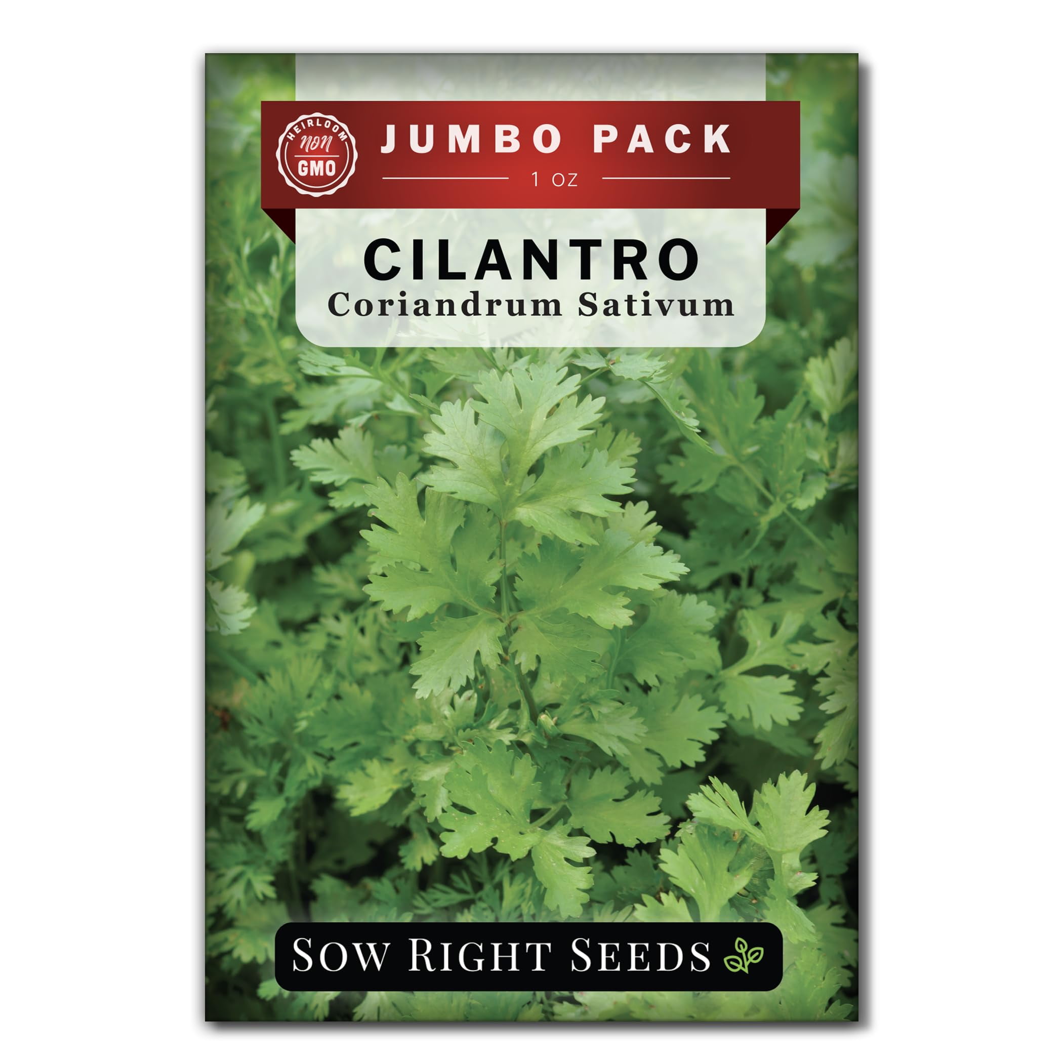 Sow Right Seeds - Bulk Cilantro Seeds MHD1for Planting - 2000 Seeds ...