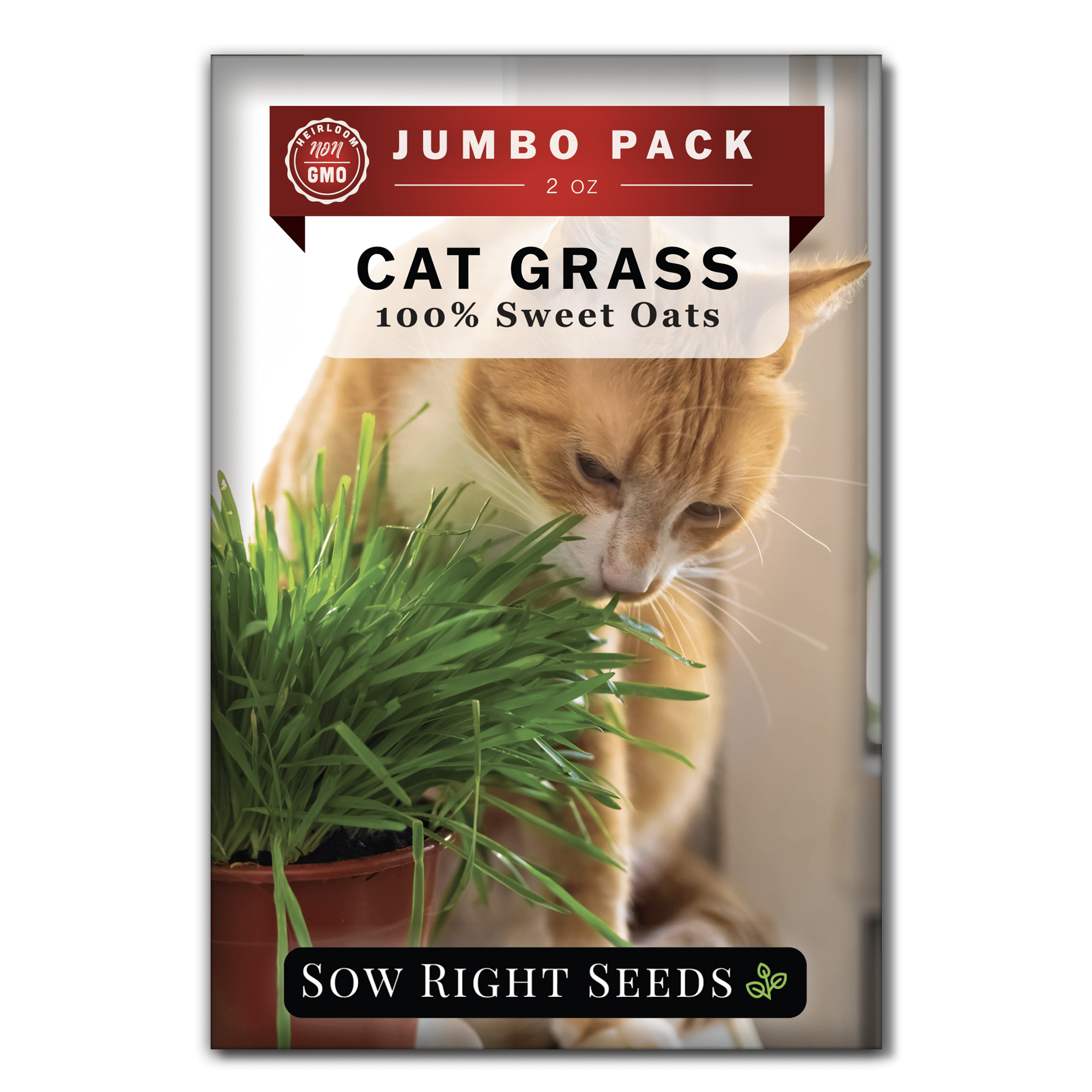 Sow Right Seeds - Cat Grass Seed Jumbo Pack - 2 Ounces, 1900 Seeds ...