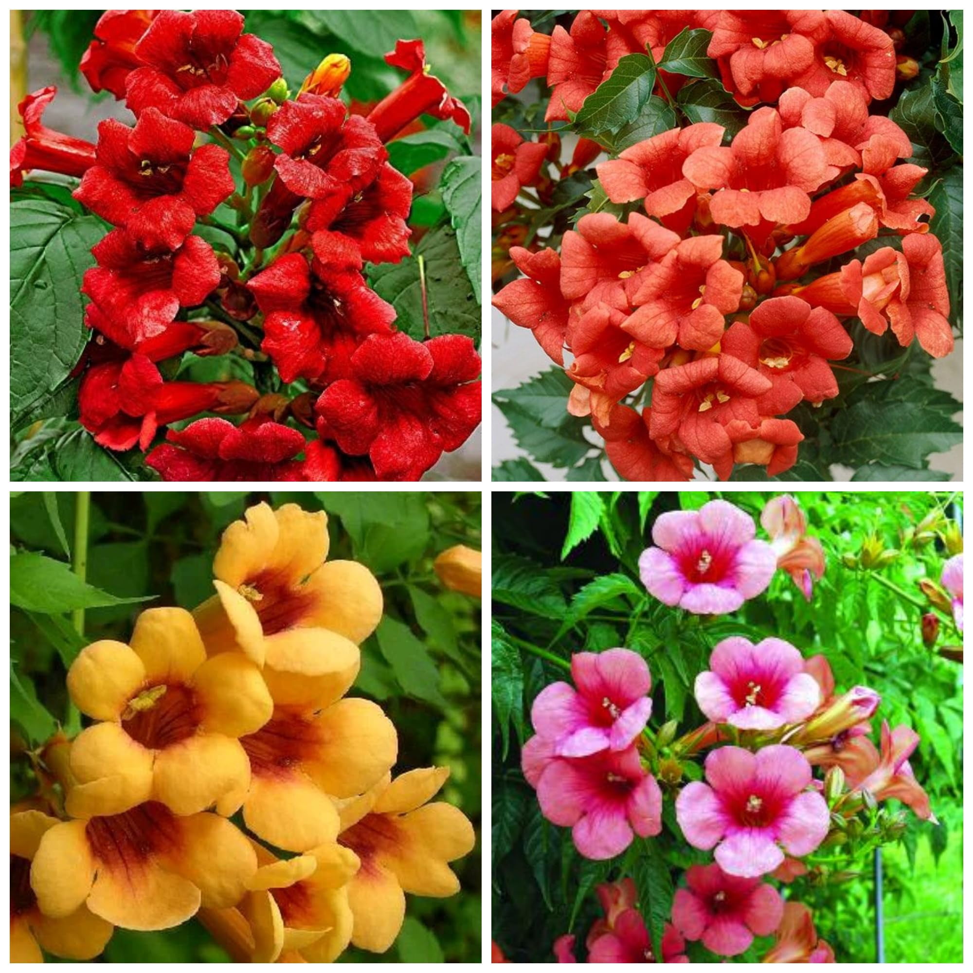 CEMEHA SEEDS - FEV6 Seeds Busy Lizzie Mix Balsam Hanging Annual Flowers for Planting - Walmart.com