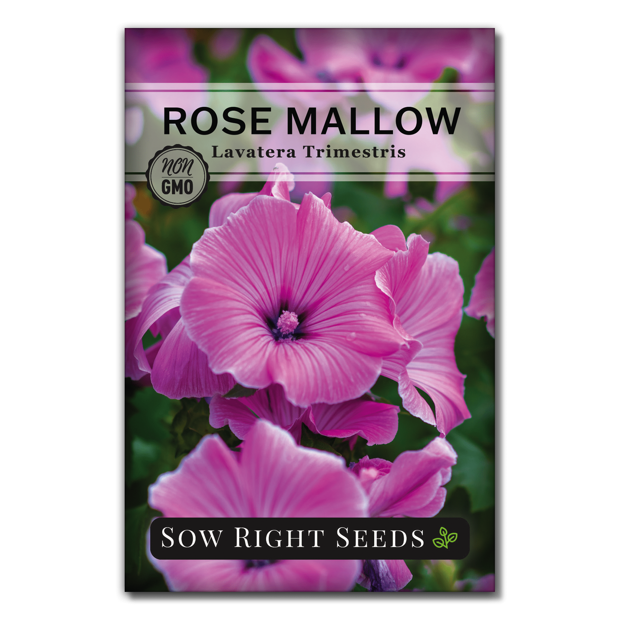 Sow Right Seeds Rose Mallow Plant Seeds, Non-GMO - Walmart Business ...