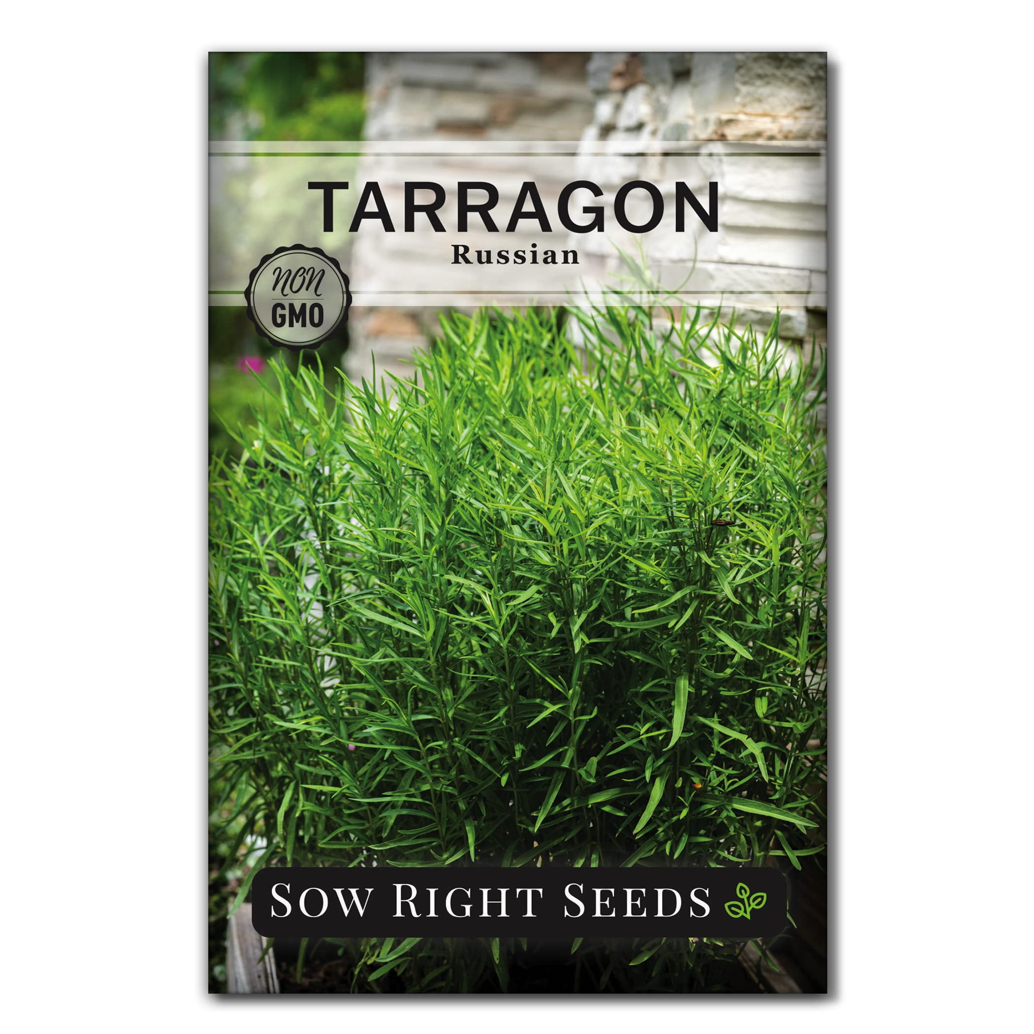 Sow Right Seeds - Russian Tarragon BSL1 Seeds for Planting - Dragon ...