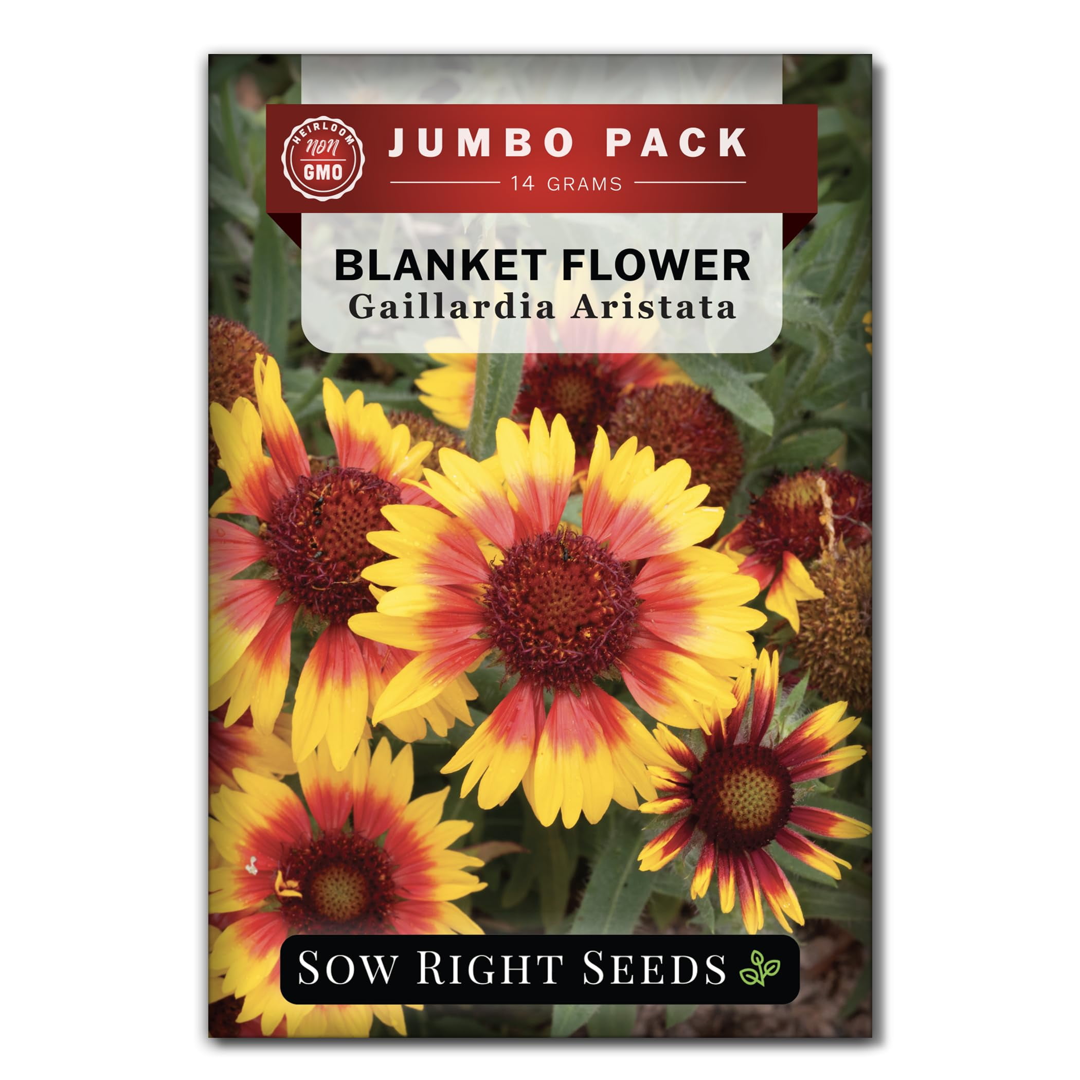 Sow Right Seeds TWE5 - Bulk Blanket Flower Seeds 14 Grams, 5000 Seeds ...