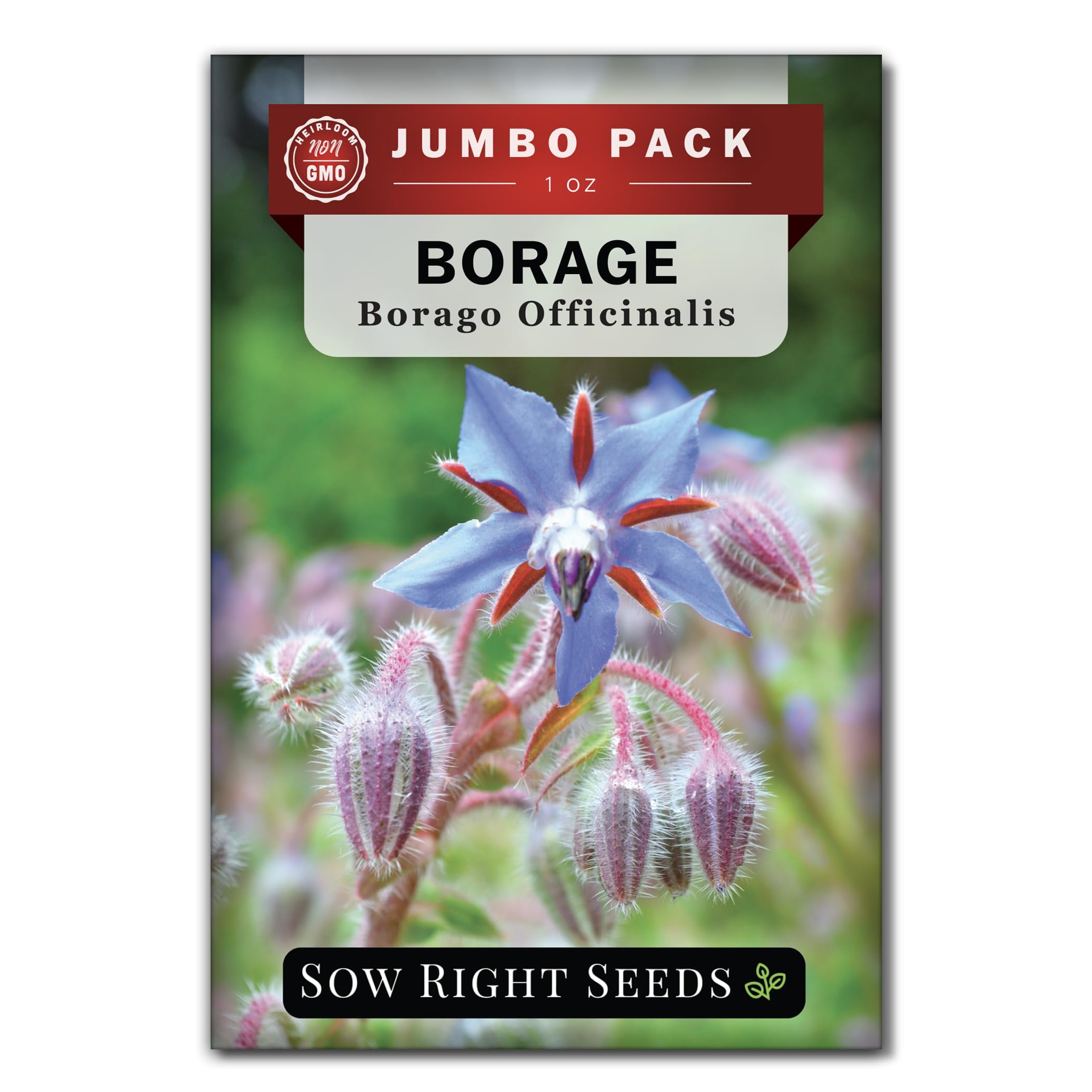 Sow Right Seeds TWE5 - Bulk Borage Seeds for 1 Ounce, 1200 Seeds - Non ...