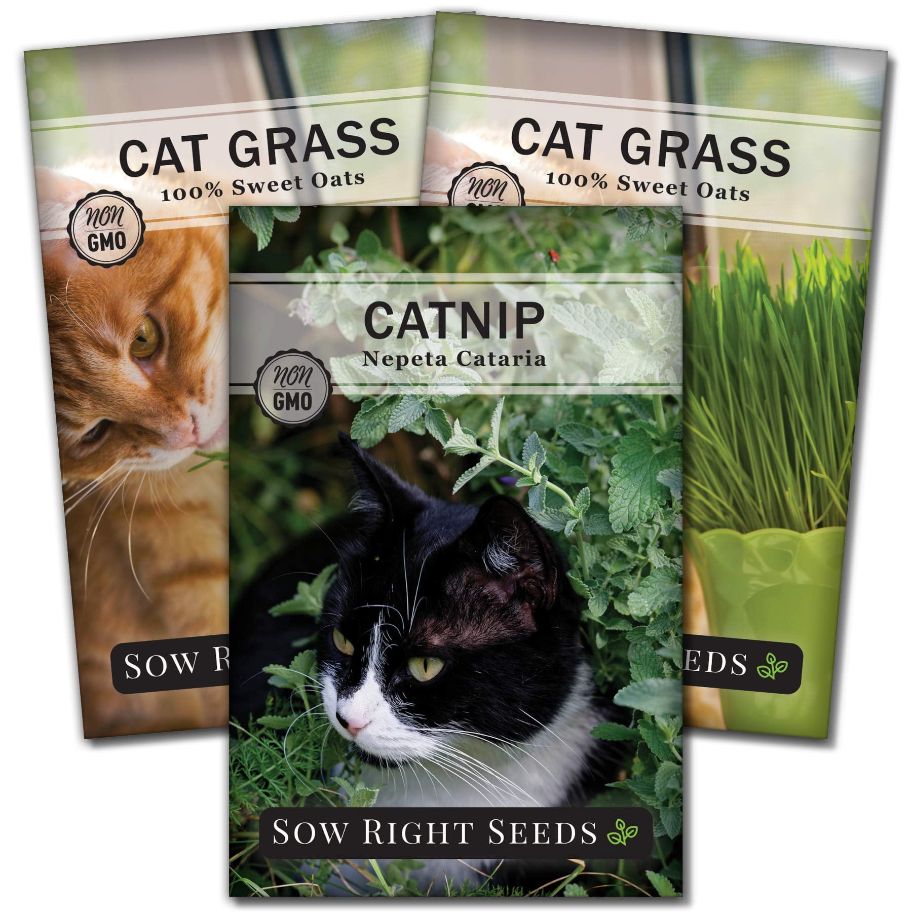 Sow Right Seeds TWE5 - Catnip and Cat Grass for Planting Indoors or Outdoors - Includes Popular ...
